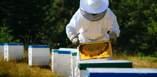 The Internet of Things (IoT) and The Agriculture Sector